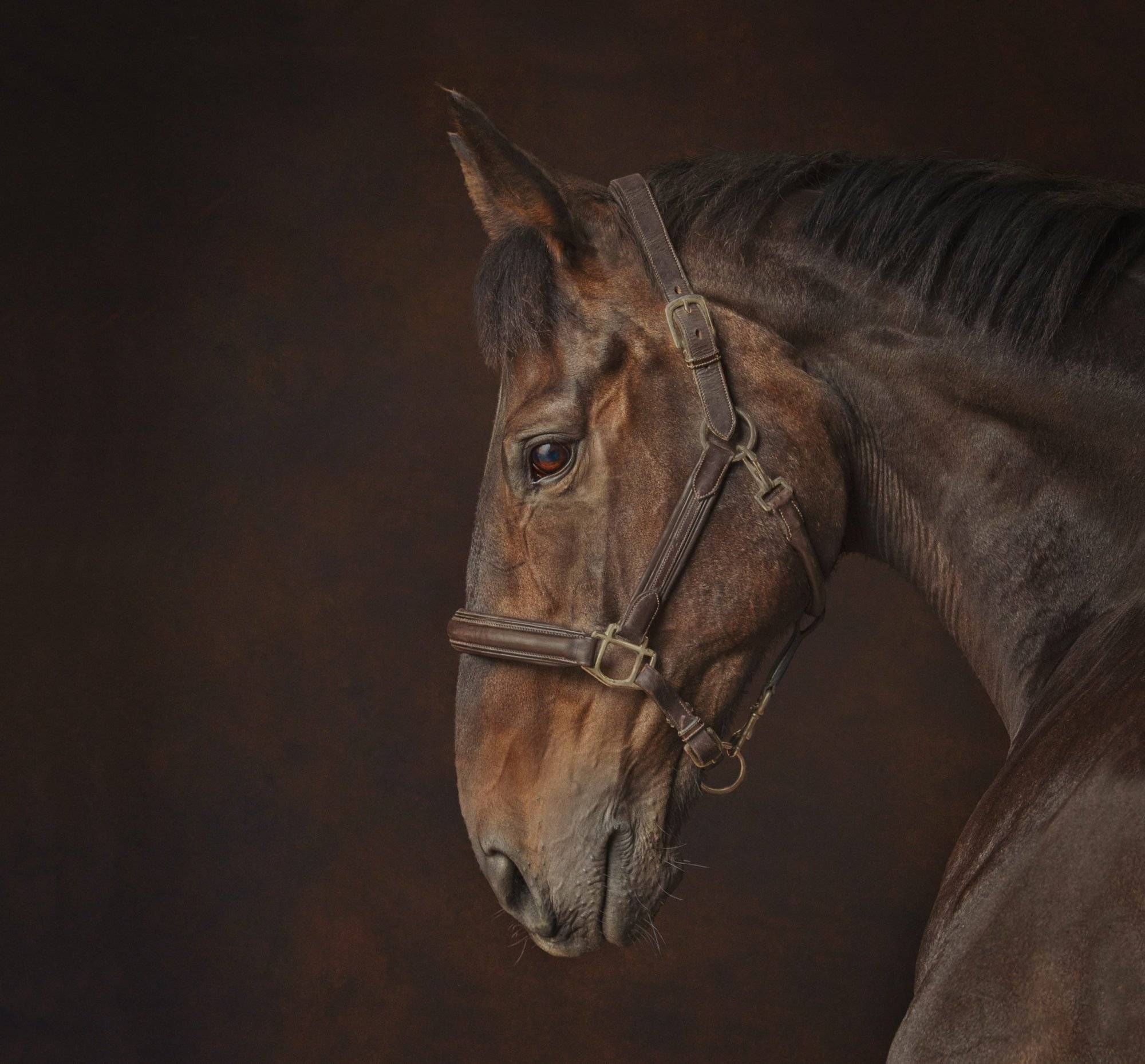 Equestrian Photograph shortlisted for National Competition - Press Release